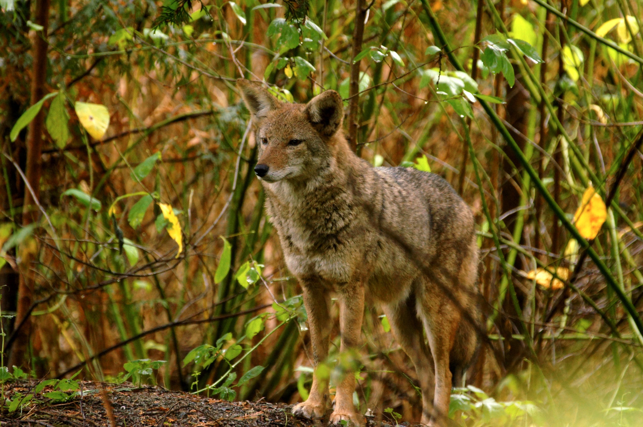The Importance of Indigenous Oral Traditional Storytelling: Part 1 ...