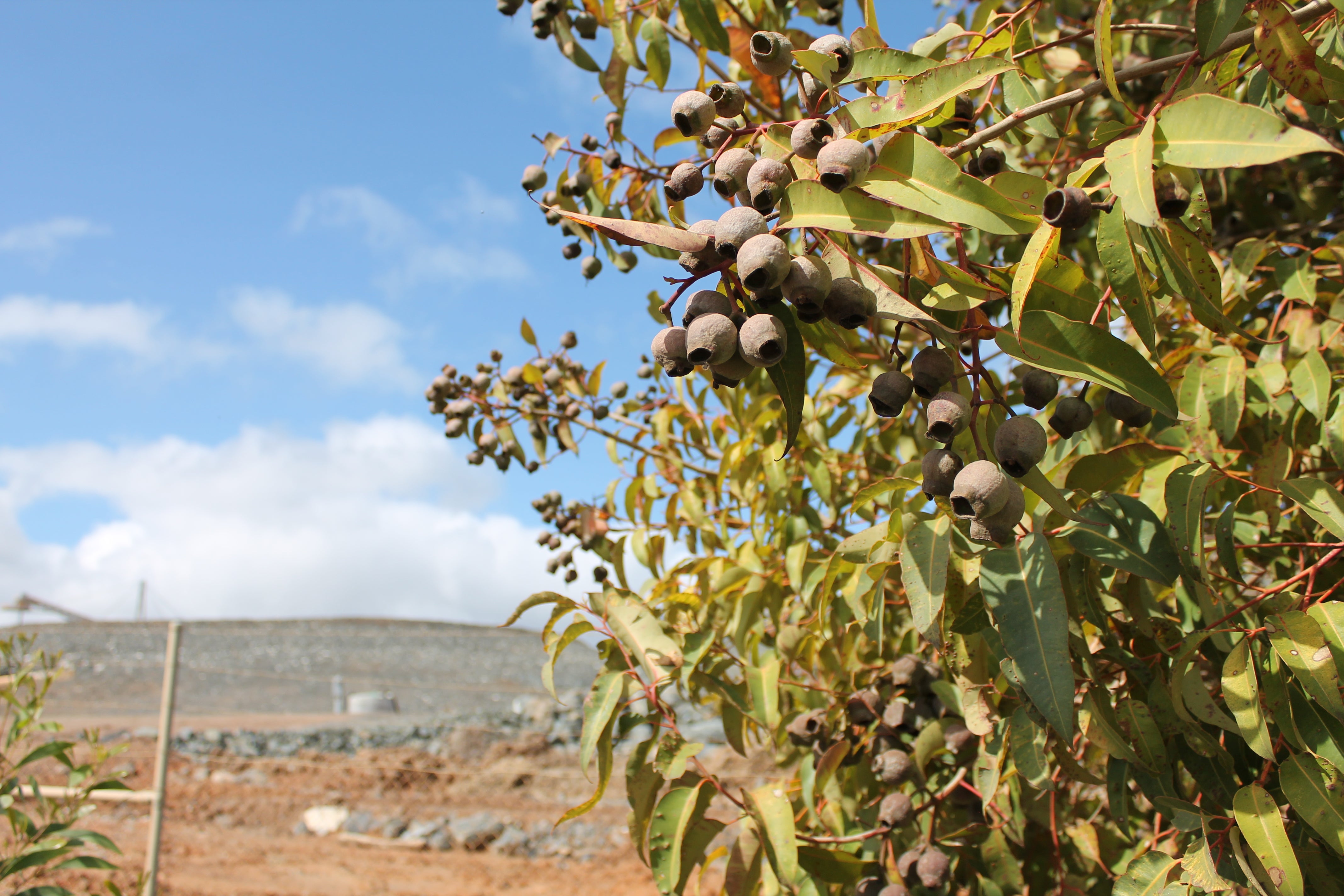 Love of Place Over Lithium: Learning, Connecting, and Valuing Noongar ...