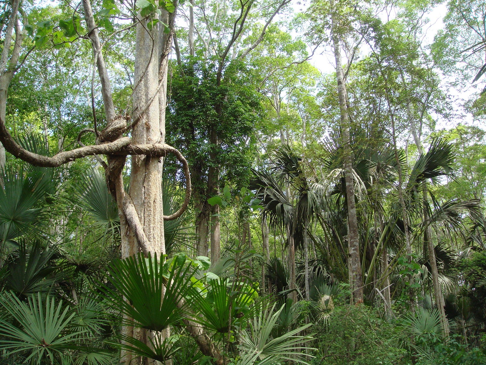 Campaign Update-Cambodia: Government Official Threatens Prey Lang ...