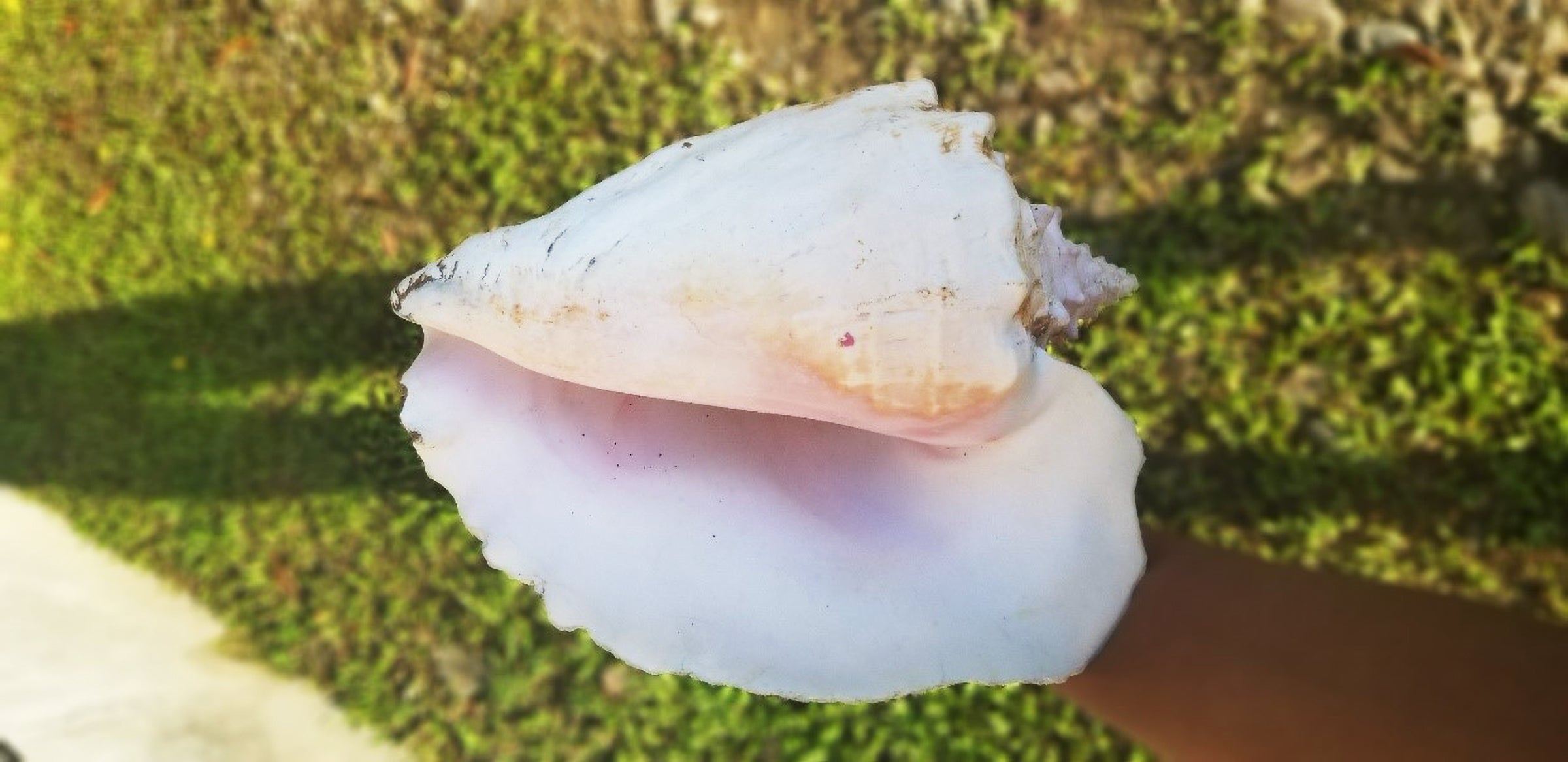 Sounding of the Conch Shell: Building Maya Youth Leadership in Belize ...