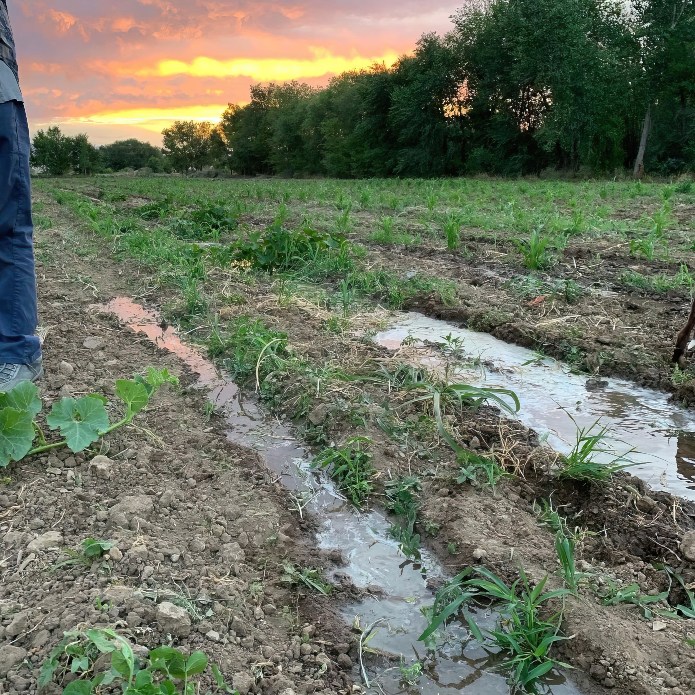 Reestablishing Diné Food Sovereignty Through Farming Traditions ...