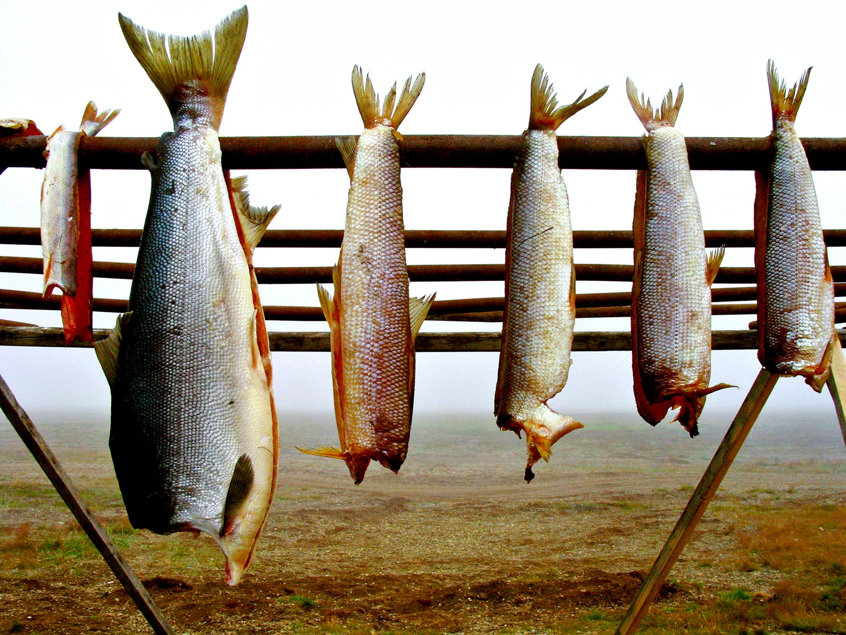 Back to the Roots: Restoring Indigenous Food Landscapes | Cultural Survival