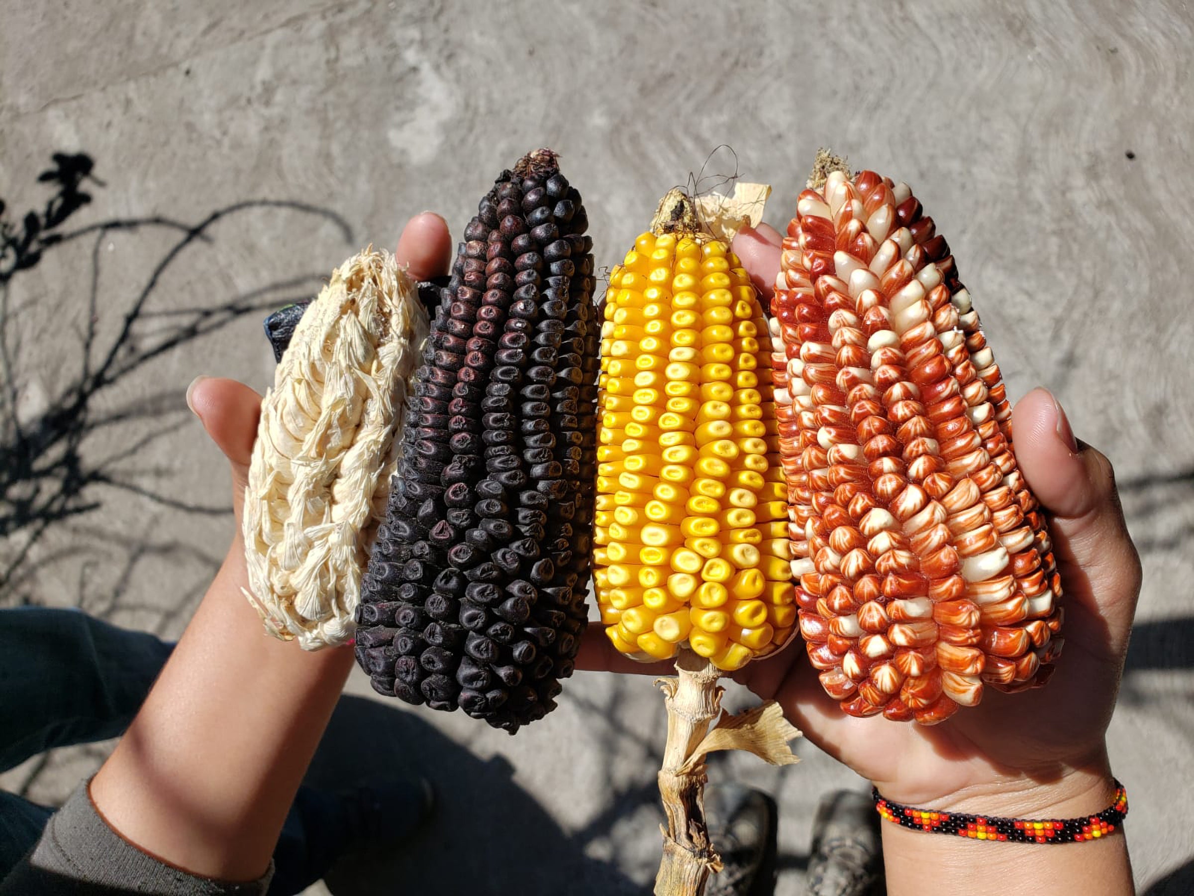 Asamblea de los Pueblos Indígenas por la Soberanía Alimentaria ...