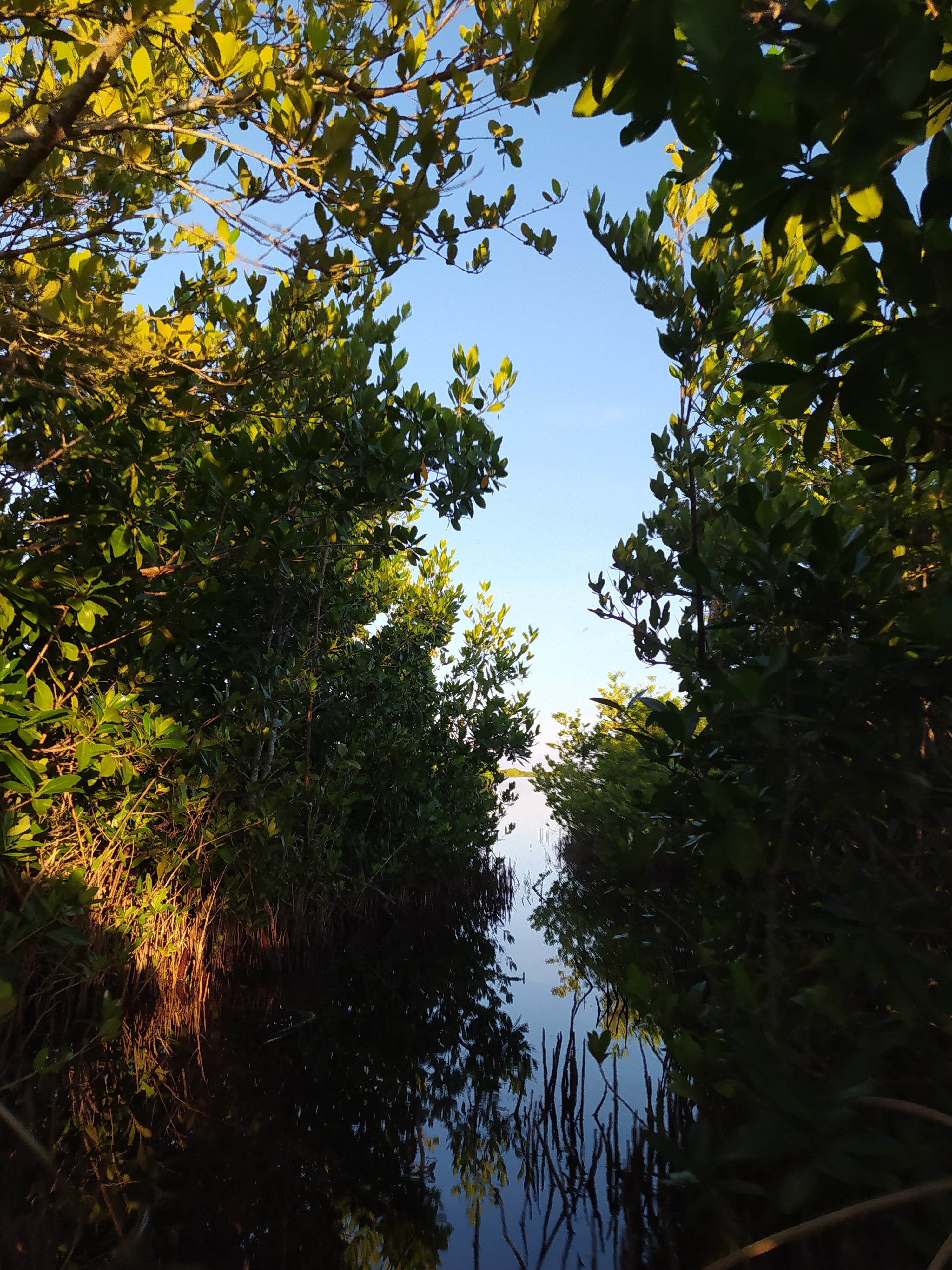 Indigenous Stewardship Brings Restoration of Mangroves | Cultural Survival