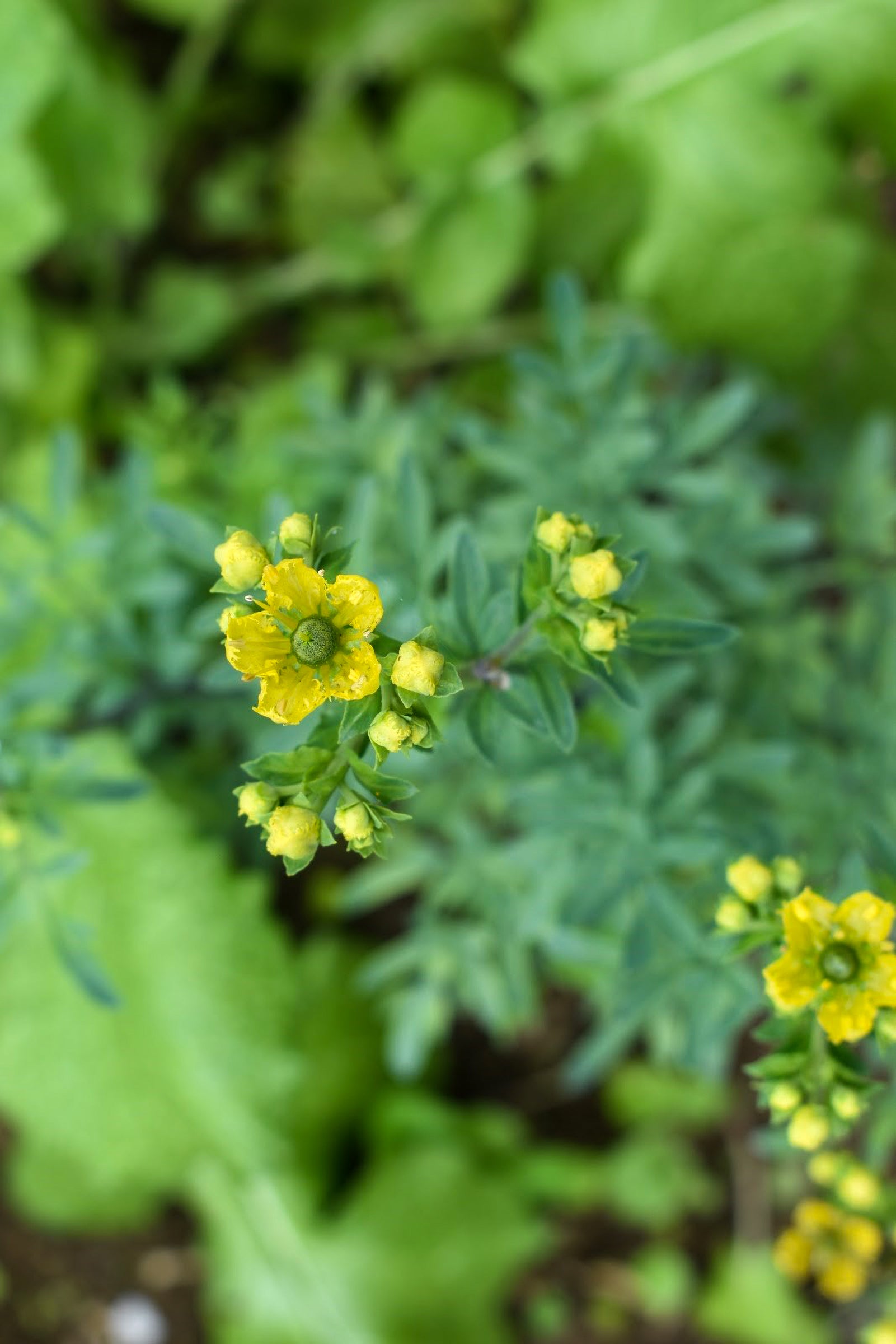 Strengthening Quillasinga Peoples through Traditional Medicine: Juan ...