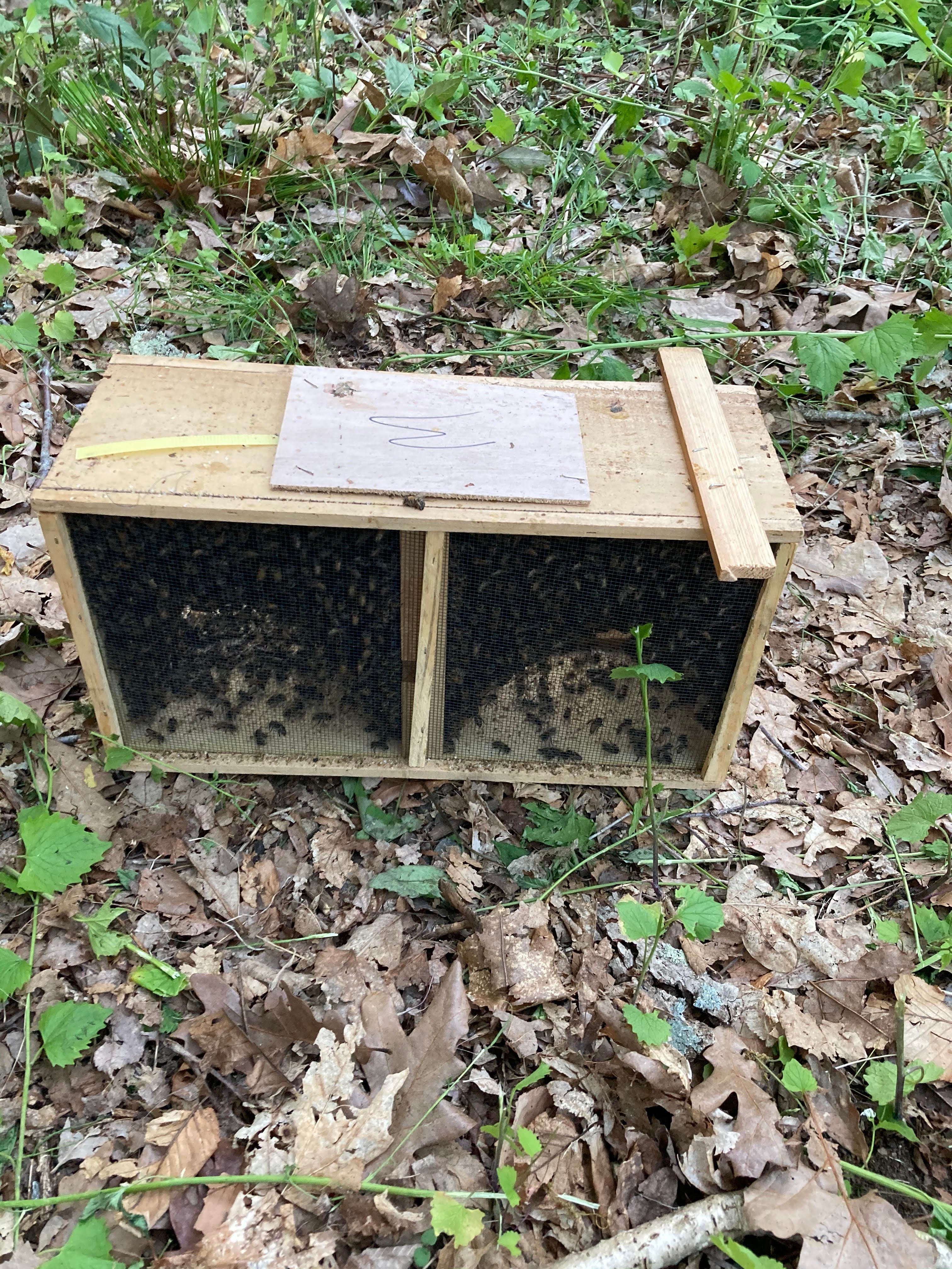 Indigenous Beekeeping on Turtle Island | Cultural Survival