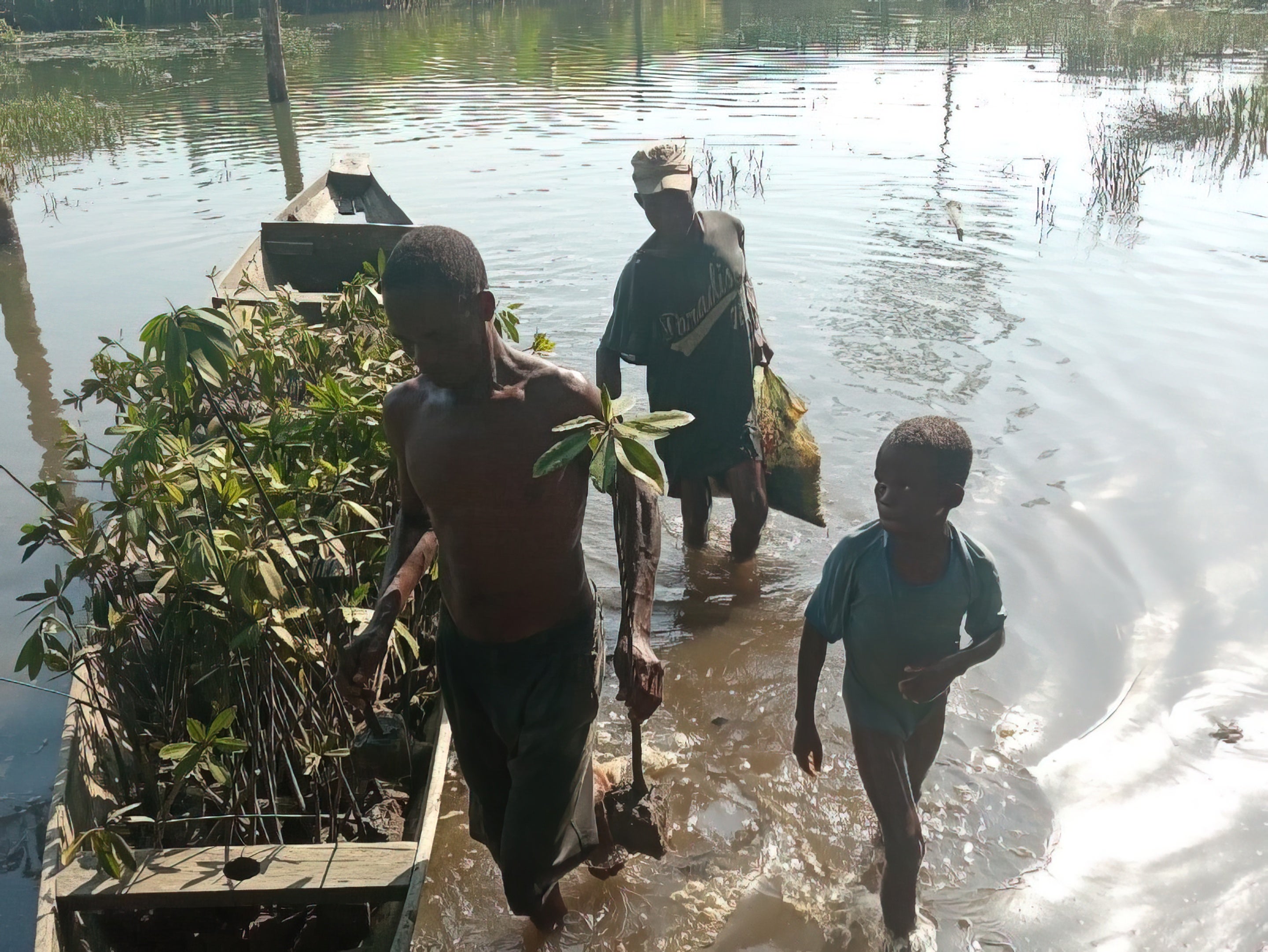 Indigenous Stewardship Brings Restoration of Mangroves | Cultural Survival