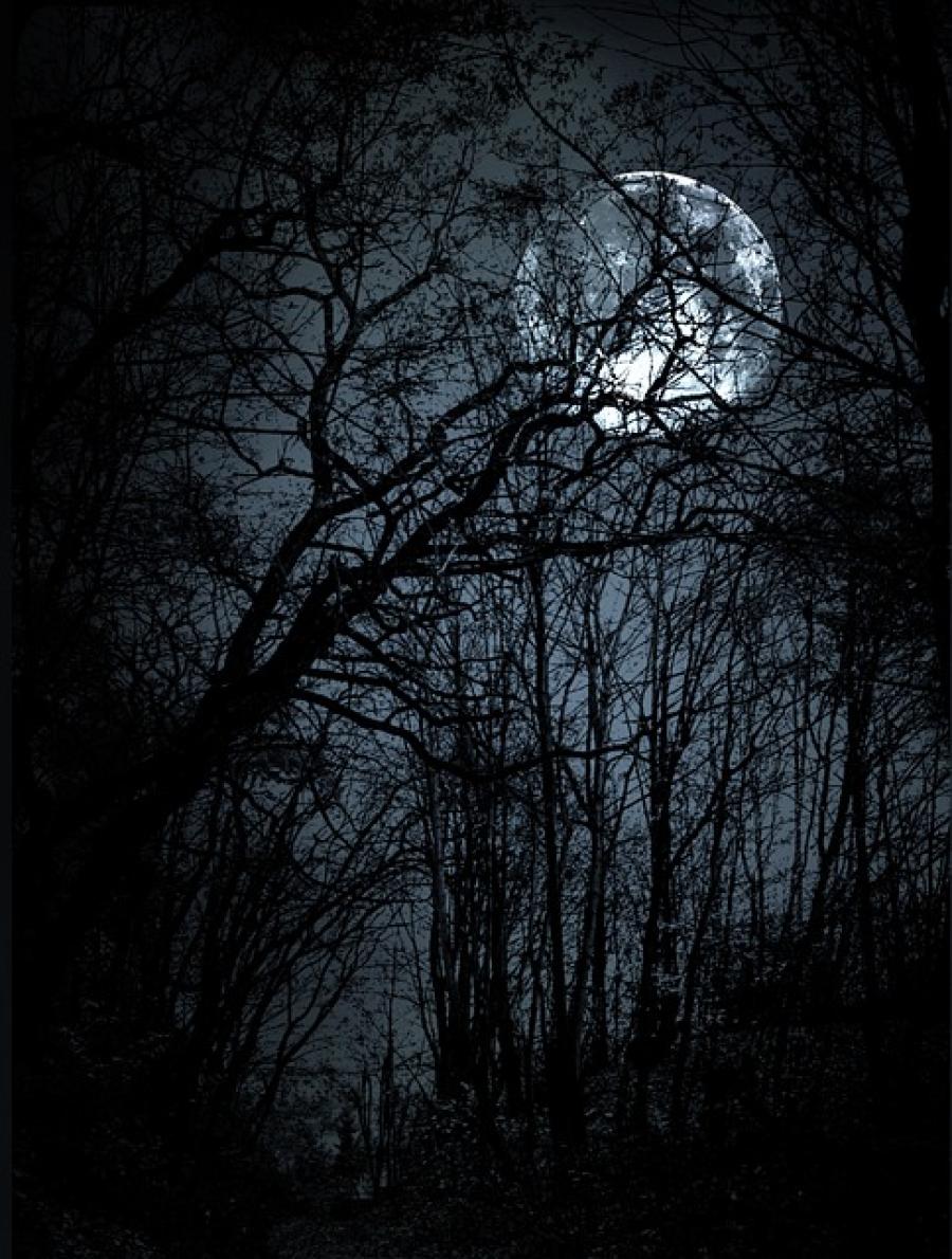 Unceded Land: The Case for Wet’suwet’en Sovereignty | Cultural Survival