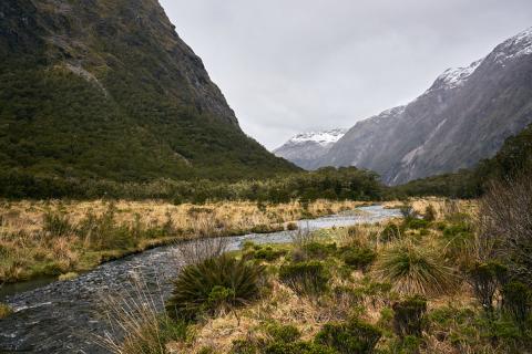 New Zealand (Aotearoa) | Cultural Survival