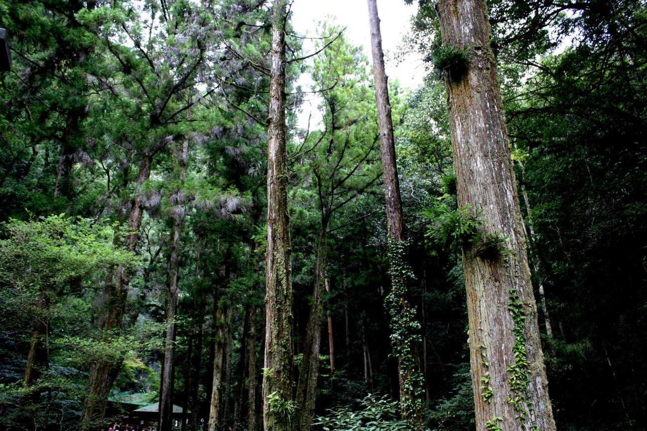 The Crisis of Deforestation on Indigenous Lands and Territories ...