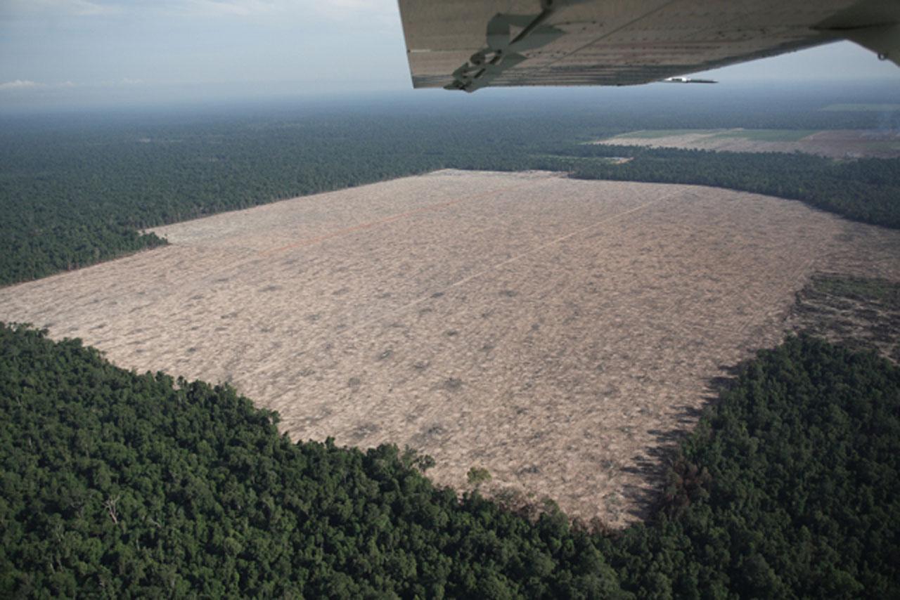 Campaign Update- Cambodia: Images Show Forest Devastation in 2013 ...