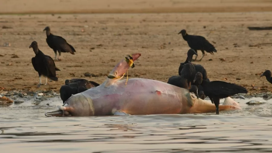 How Long Does a Victory Last? What Happens After the Marco Temporal ...