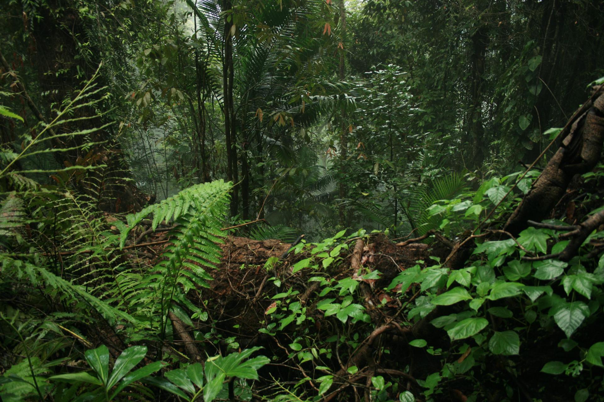 Rainforests and Resistance: Indigenous Leadership in the Fight to Save ...