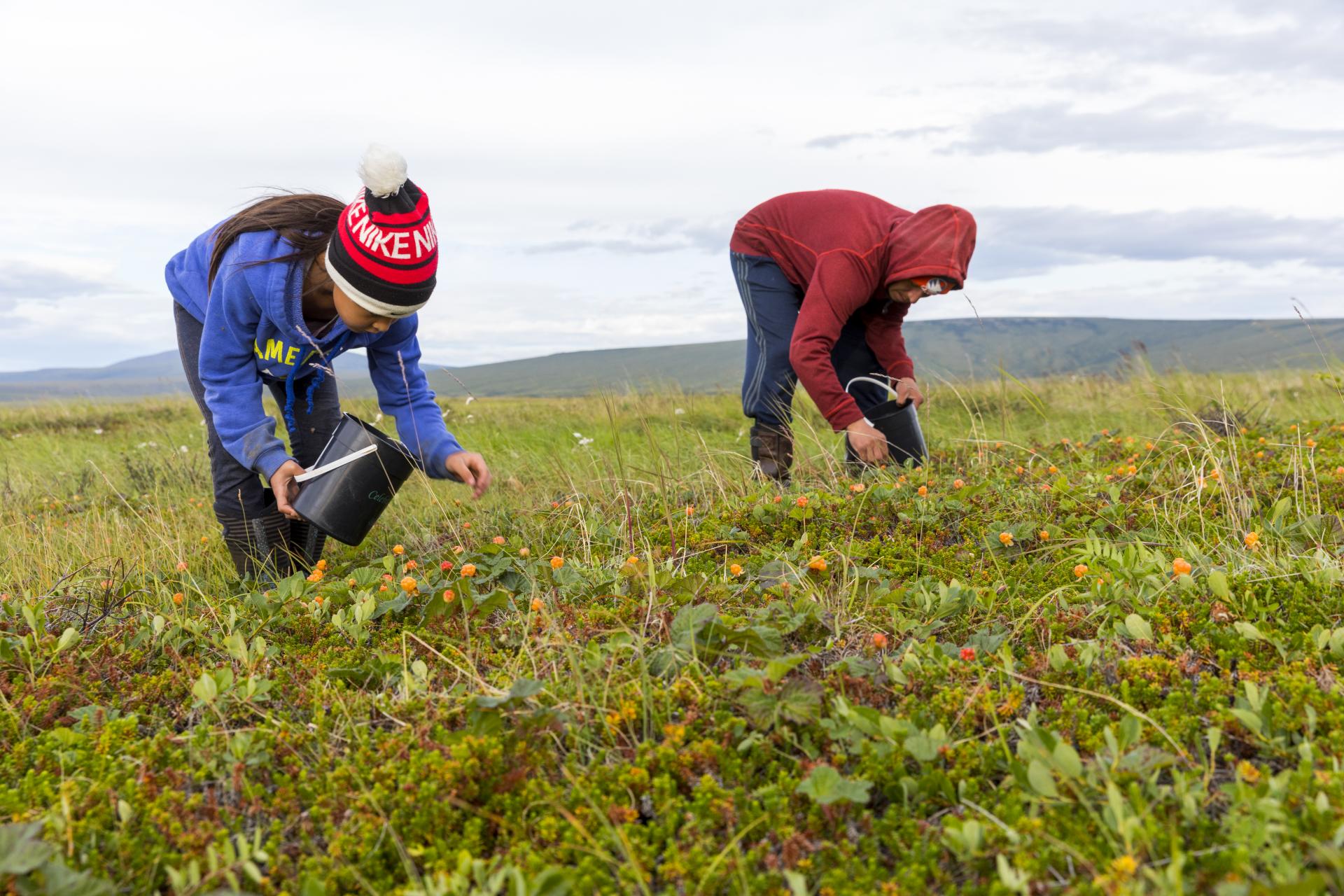 Indigenous Food Sovereignty in the Arctic | Cultural Survival