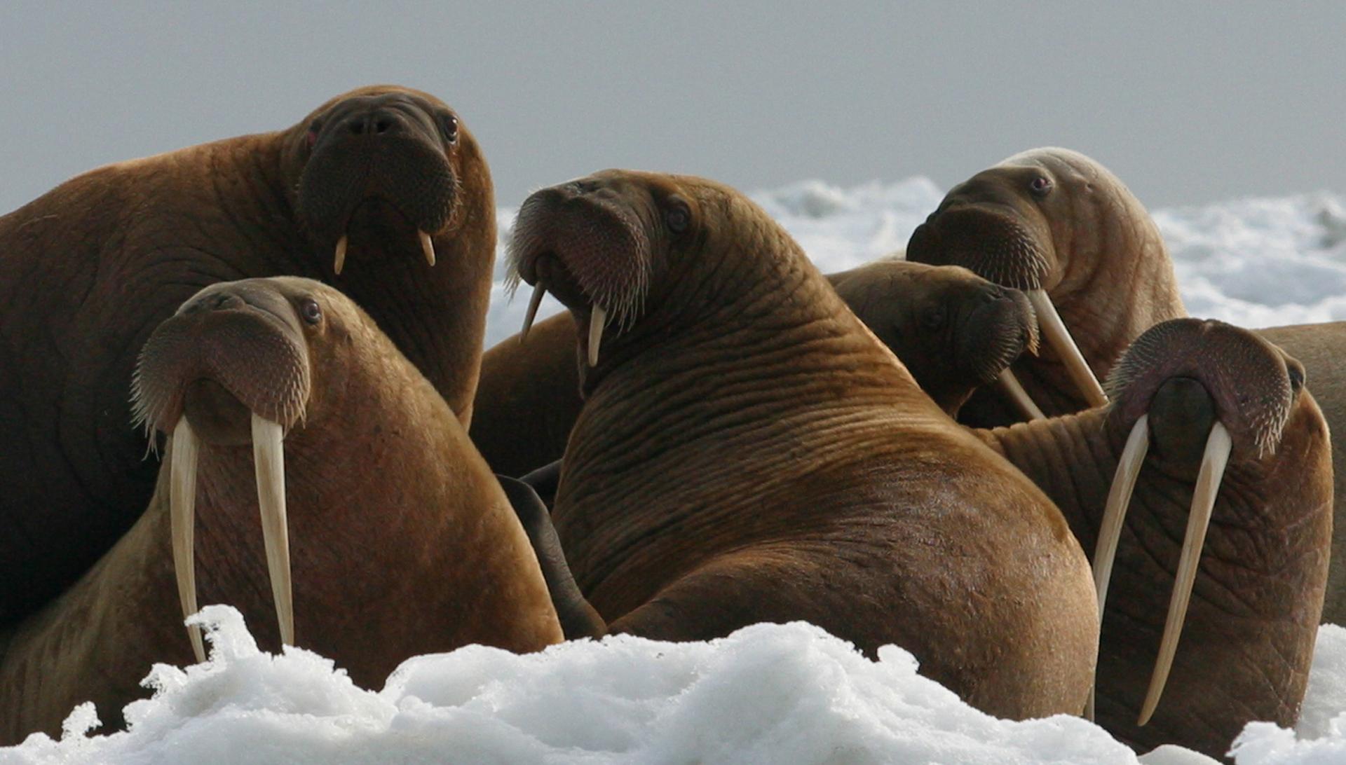 On Thin Ice: Subsistence Walrus Hunting and the Adaptation to a ...