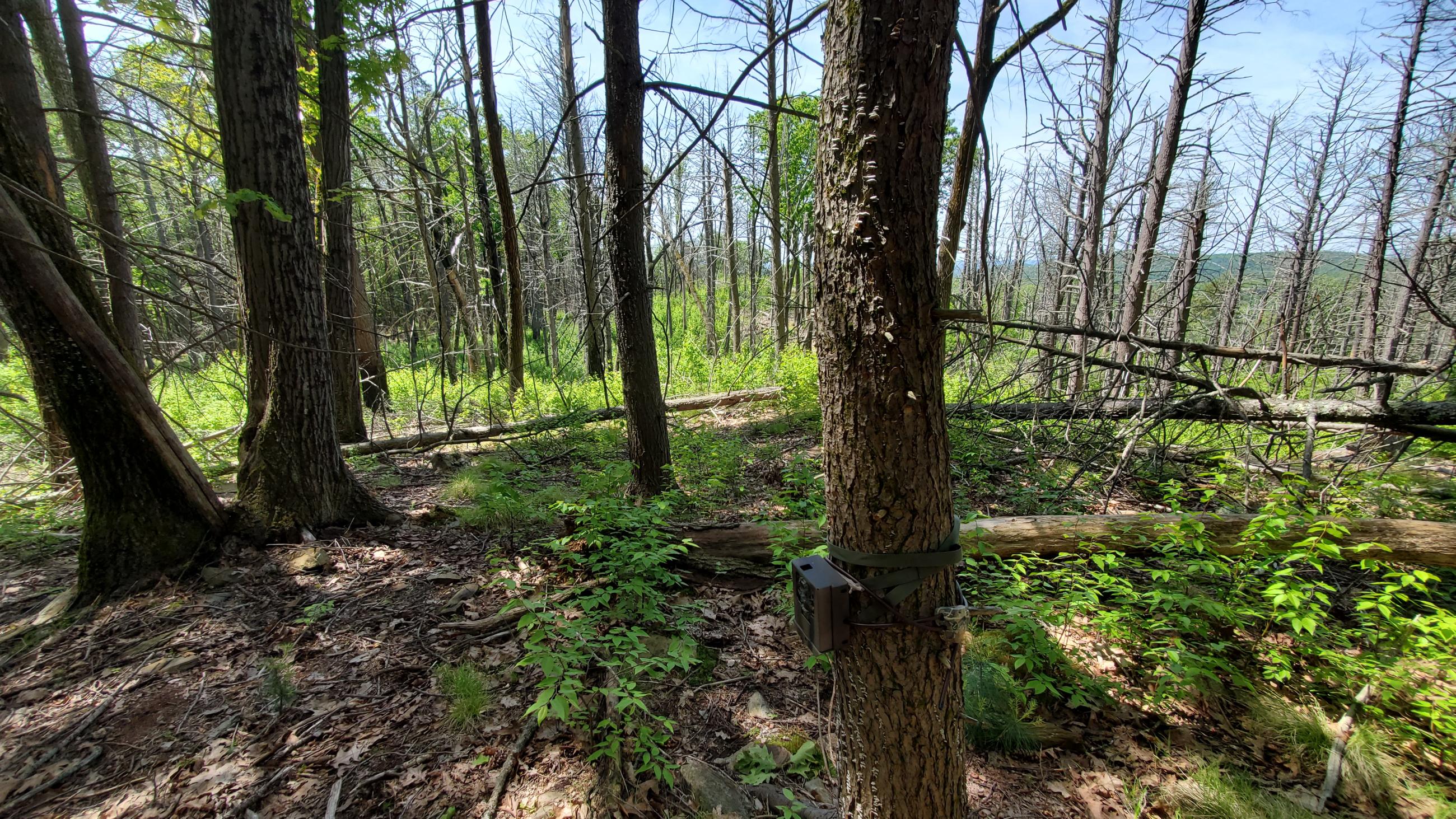 Land Back and Rematriation of Land on Turtle Island - Conflict ...