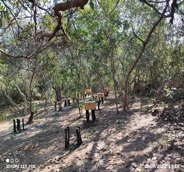 Celebrating Indigenous Beekeeping Practices on World Bee Day | Cultural ...